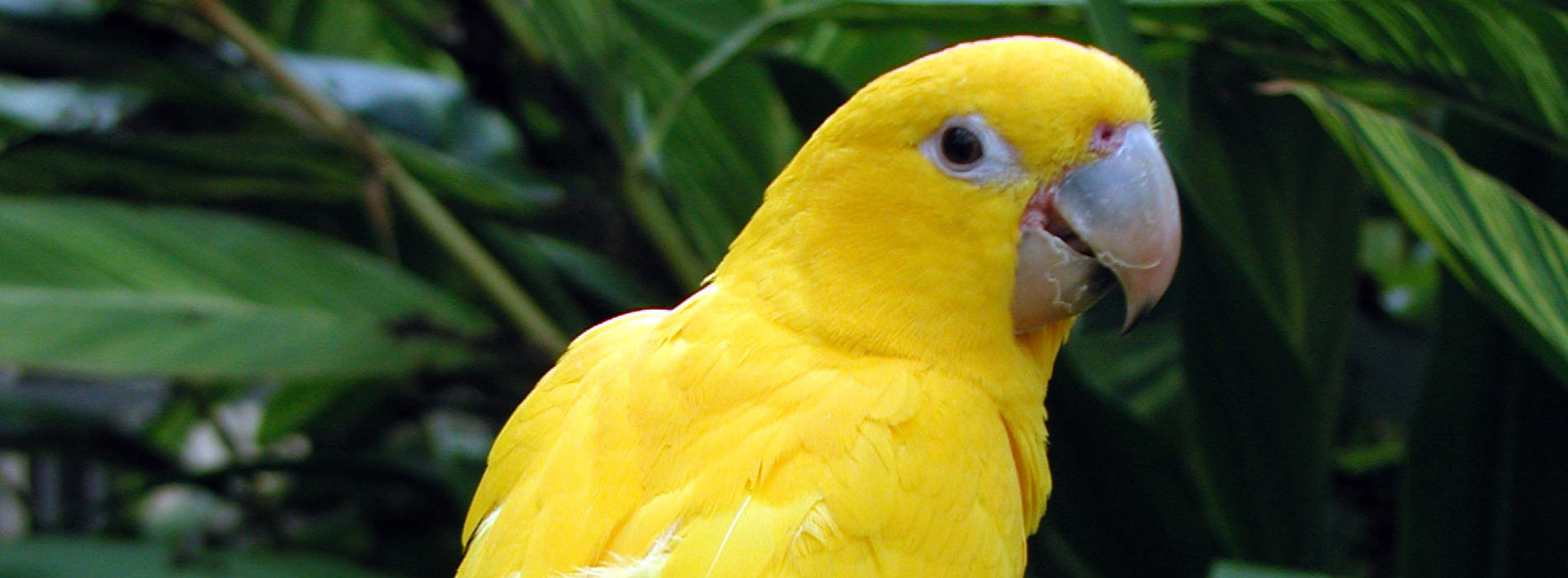Golden Conure Facts and Information | United Parks & Resorts