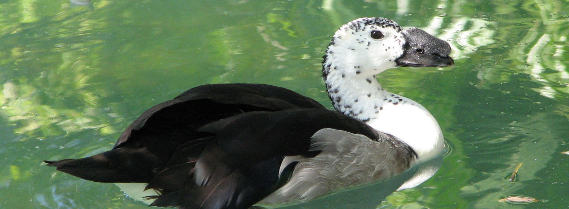 Old World Comb Duck Facts and Information | United Parks & Resorts