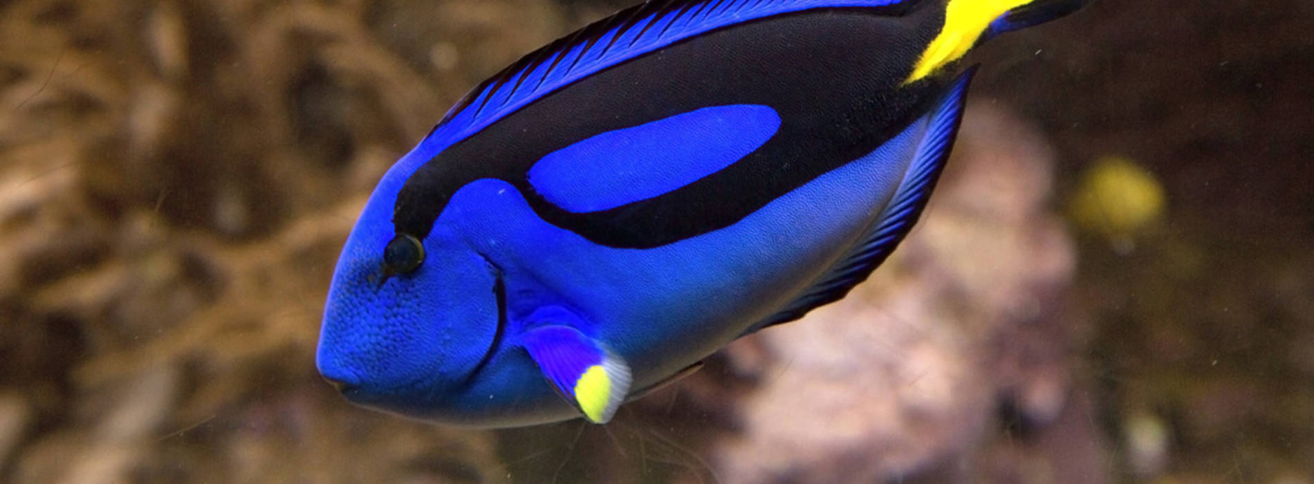 Blue Tang Facts and Information | United Parks & Resorts