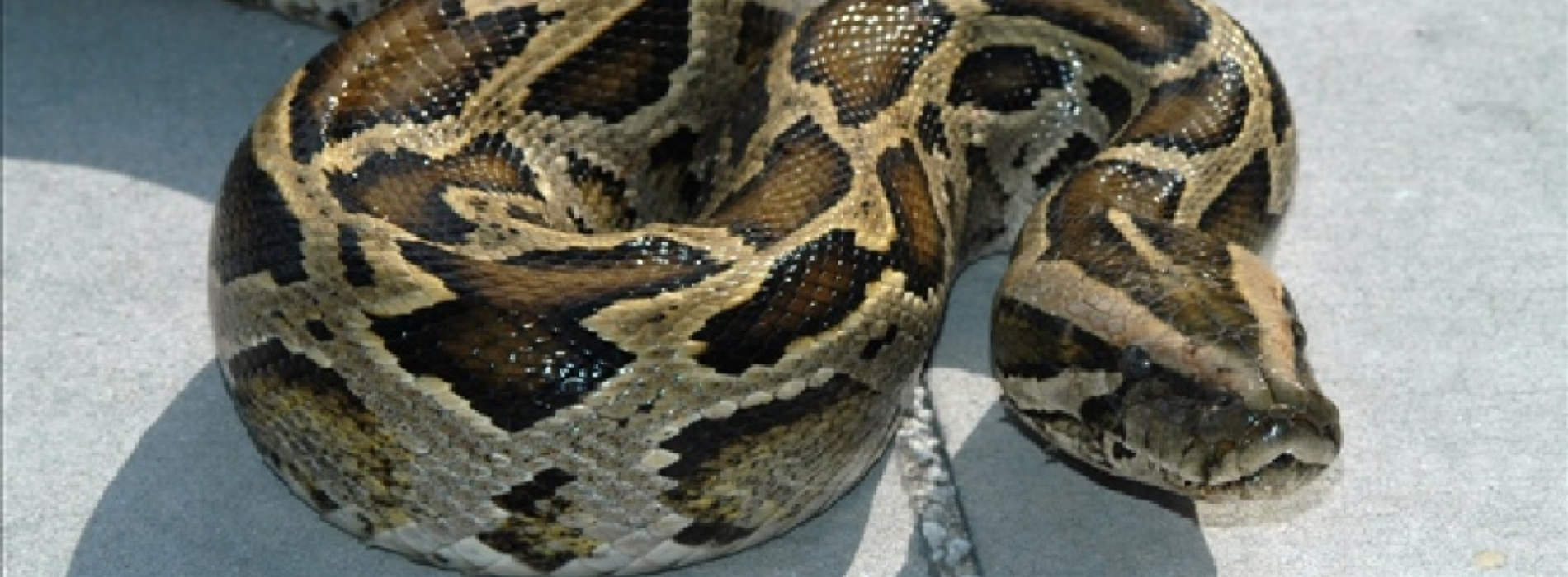 Burmese Python Facts and Information | United Parks & Resorts