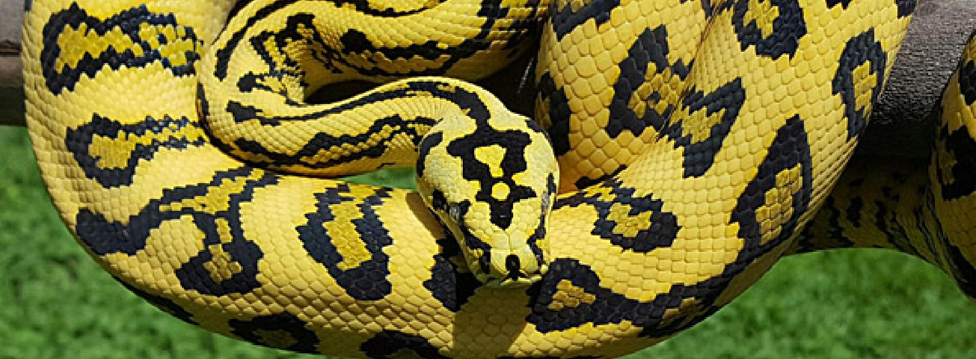 Carpet Python Facts and Information | United Parks & Resorts