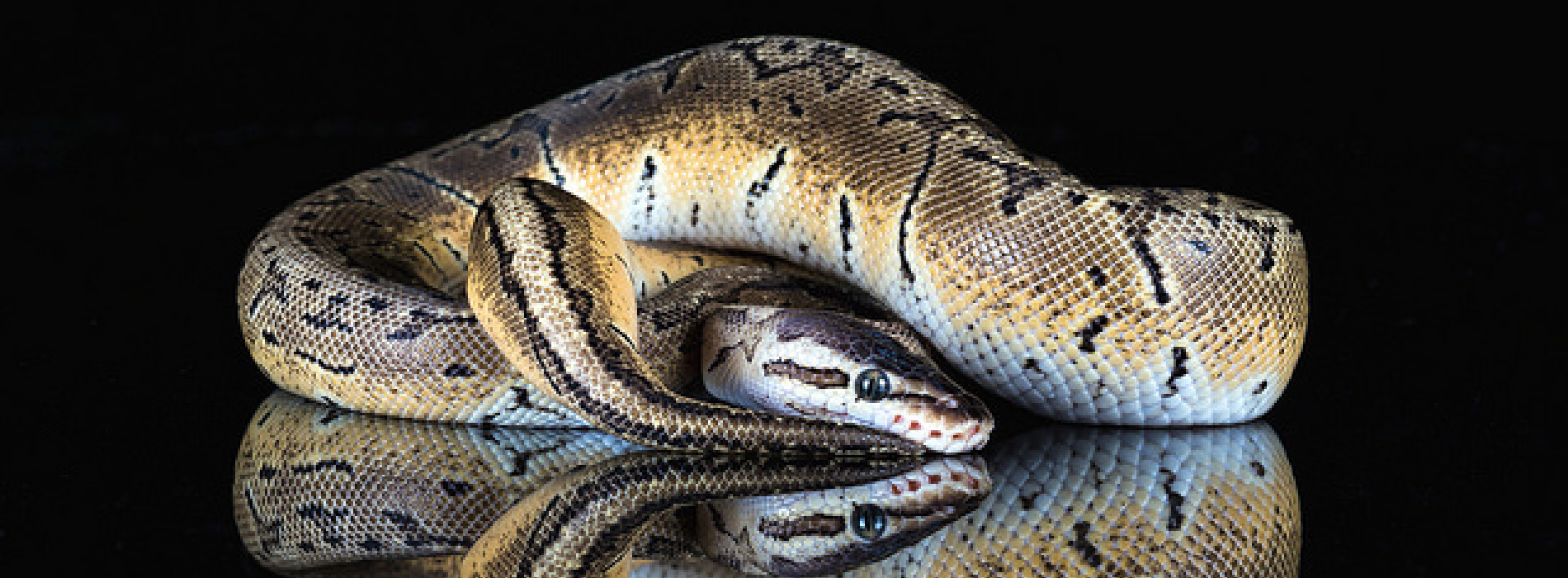 Royal Python Facts and Information | United Parks & Resorts