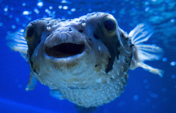 Bony Fish - Species and Facts | United Parks & Resorts