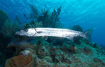 Bony Fish - Species and Facts | United Parks & Resorts