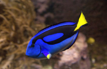 Bony Fish - Species and Facts | United Parks & Resorts