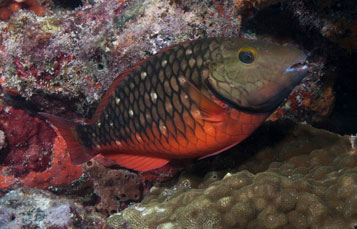 Bony Fish - Species and Facts | United Parks & Resorts