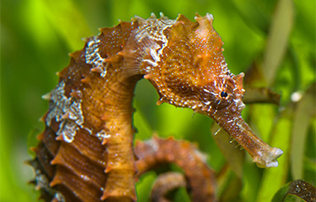 Seahorses Facts and Information United Parks Resorts