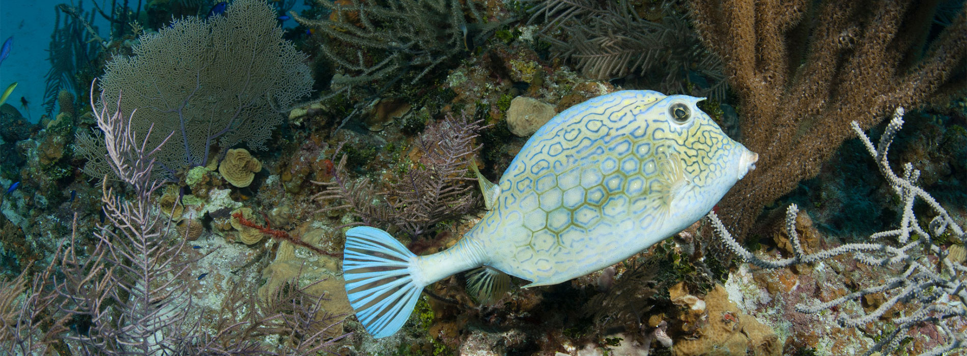 All About Bony Fishes - Physical Characteristics | United Parks & Resorts