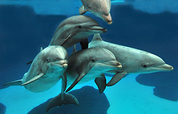 how to draw a dolphin and its habitat