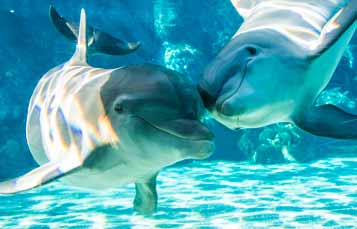 how to draw a dolphin life cycle