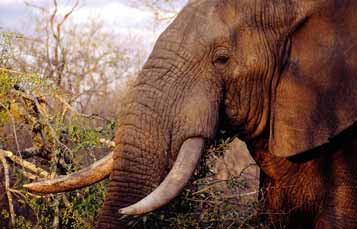 how to draw a dead elephant