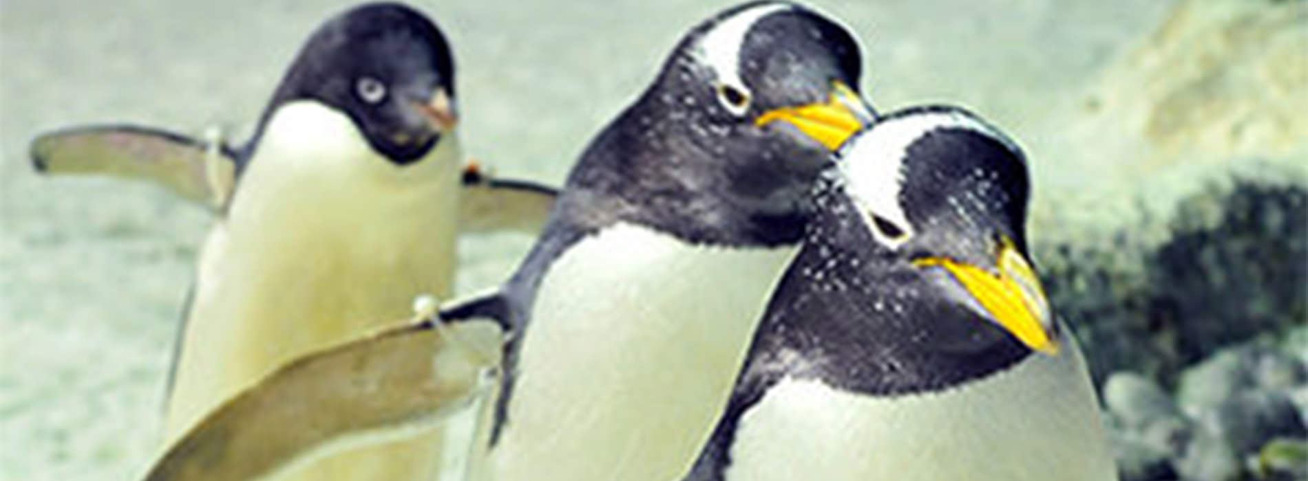 All About Penguins - Behavior | United Parks & Resorts