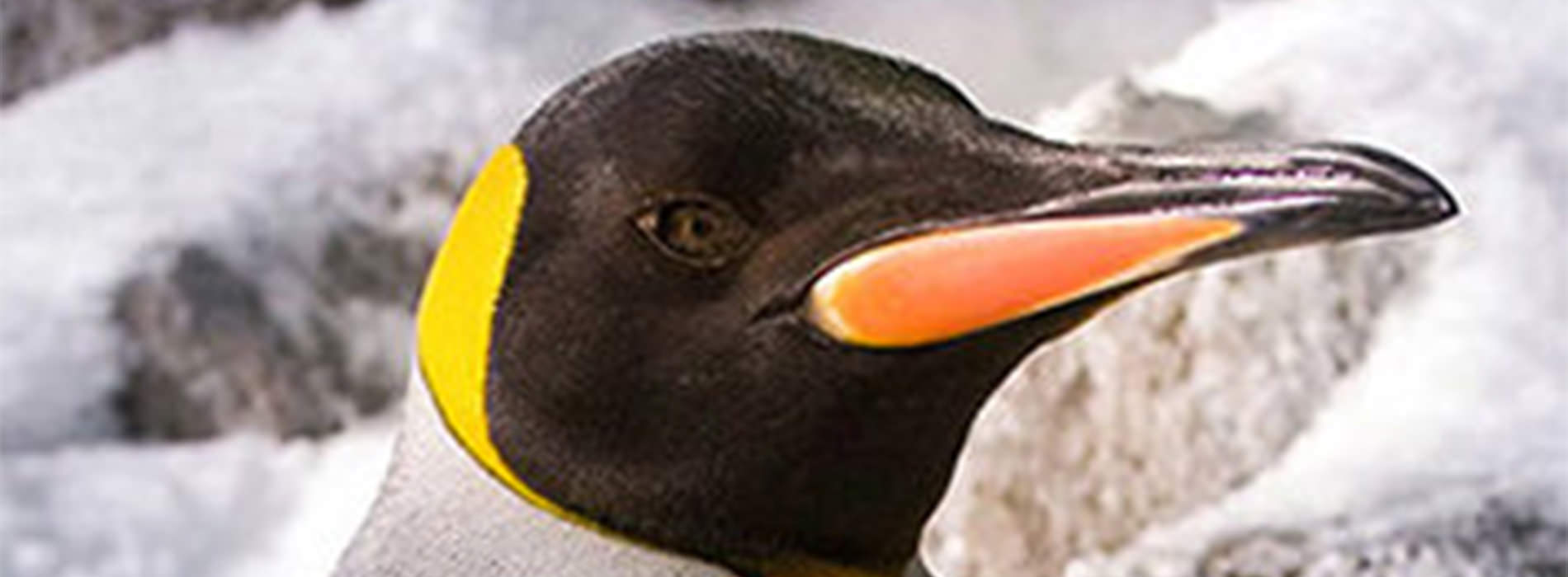 All About Penguins - Scientific Classification | United Parks & Resorts