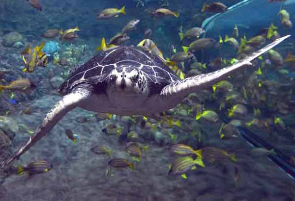 All About Sea Turtles - Physical Characteristics | United Parks & Resorts
