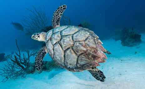 All About Sea Turtles - Physical Characteristics | United Parks & Resorts