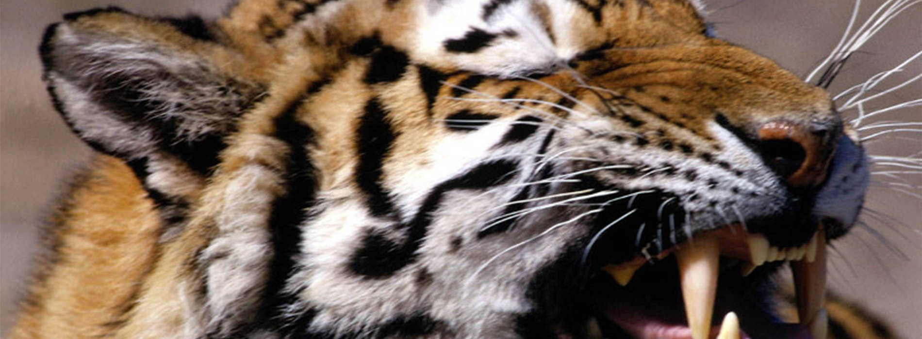 All About Tigers - Communication | United Parks & Resorts