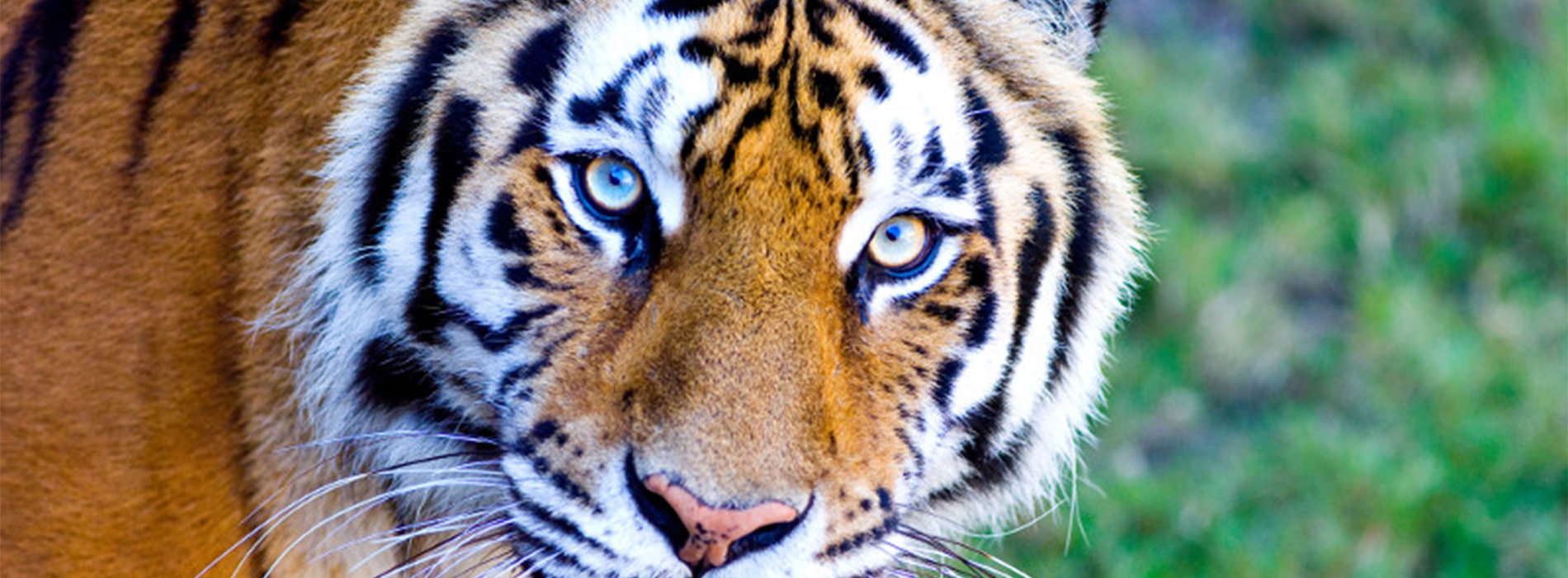All About Tigers - Senses | United Parks & Resorts